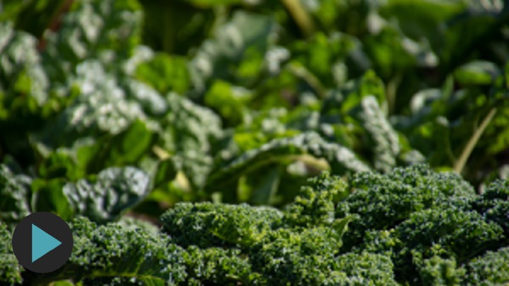 Dr Shilpa Ravella - The New Science of Inflammation | How To Academy