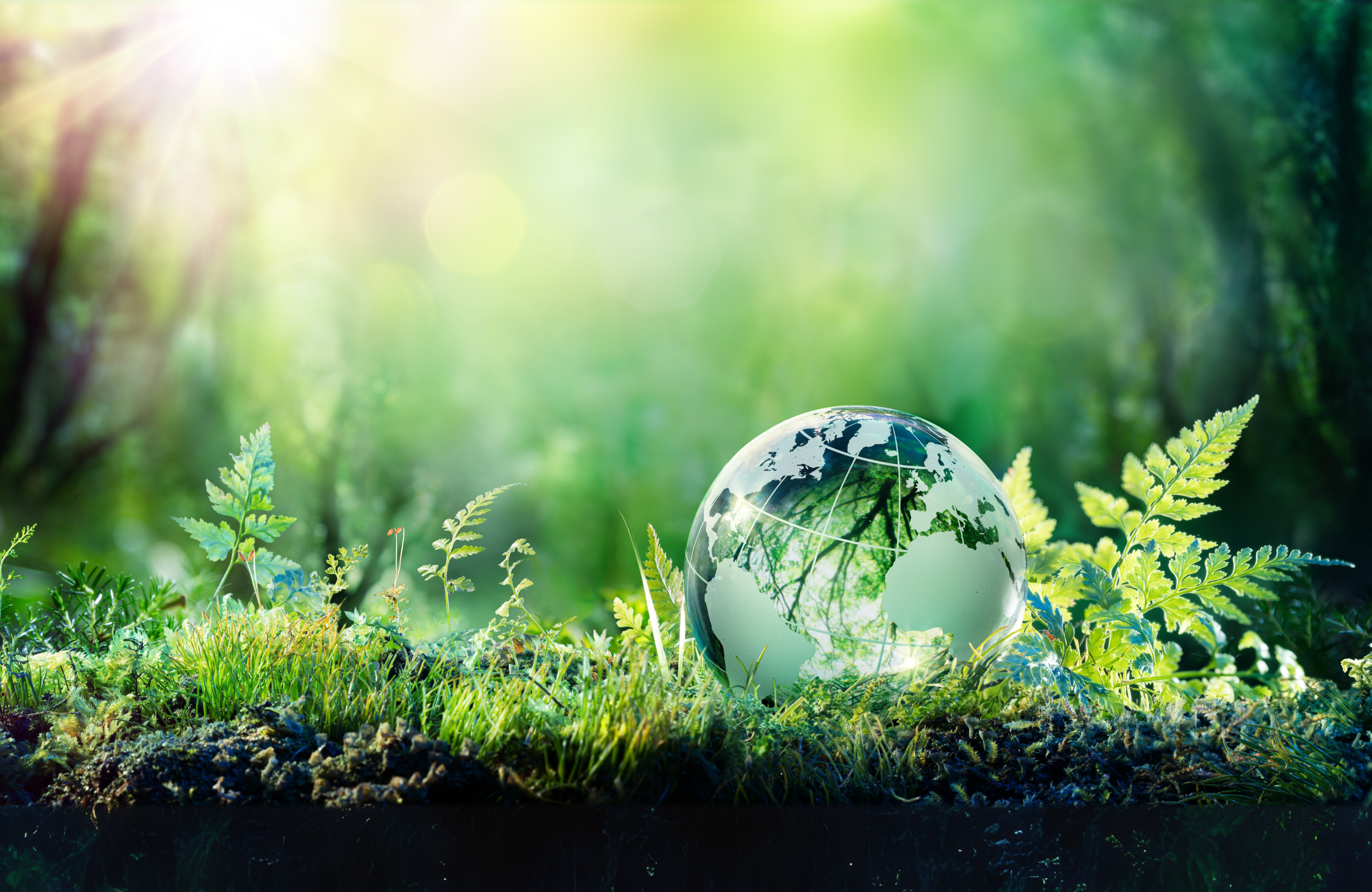 The Genius of Trees | How To Academy