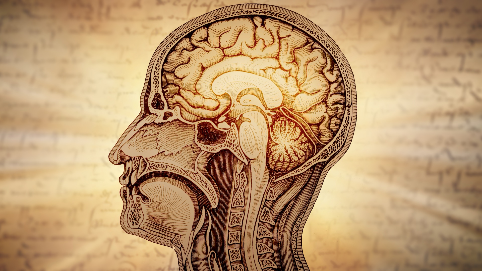 Smart: The Story of Human Intelligence | How To Academy